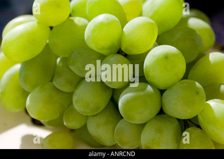 COMMON NAME Grapes LATIN NAME Vitus vinifera Stock Photo - Alamy