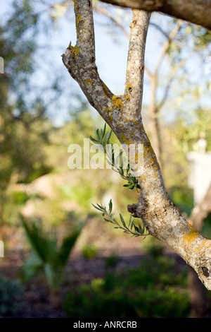 COMMON NAME: Olive tree LATIN NAME: Olea europea Stock Photo - Alamy