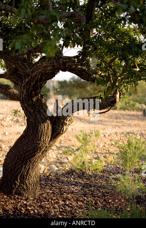 COMMON NAME: Olive tree LATIN NAME: Olea europea Stock Photo - Alamy