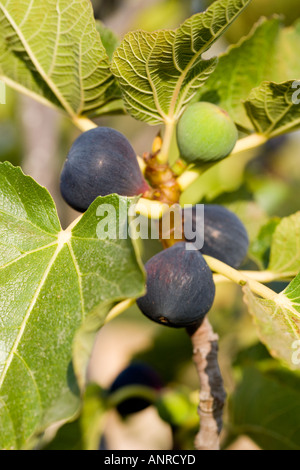 Ficus carica. Fig in Portugal Nr Sao Bras de Alportel Algarve single ...