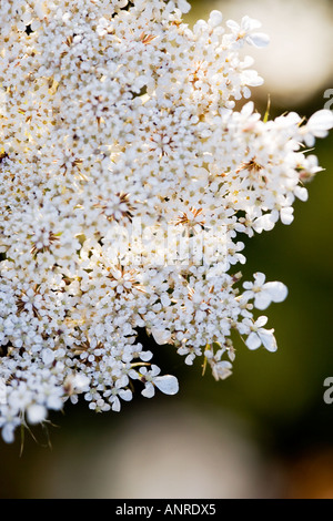 COMMON NAME Carrot LATIN NAME Daucus carota Stock Photo - Alamy
