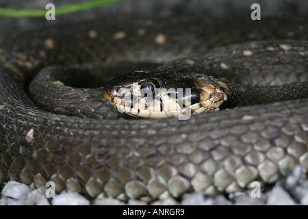Grass snake Natrix natrix on gravel Stock Photo - Alamy