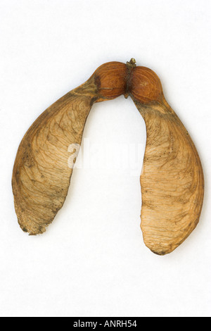 SYCAMORE TREE FRUIT cut out a winged seed which is dispersed by wind ...