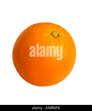 COMMON NAME Orange LATIN NAME Citrus sinensis Stock Photo - Alamy