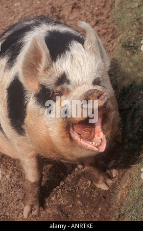 Black and white kune kune pig with its mouth open looking upwards Stock ...