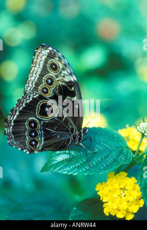 Black butterfly resting on the leaf in the garden Stock Photo - Alamy