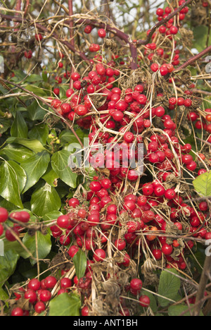 Black bryony berries on climbing stems in woodland, Gloucestershire ...