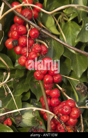 Black bryony berries on climbing stems in woodland, Gloucestershire ...