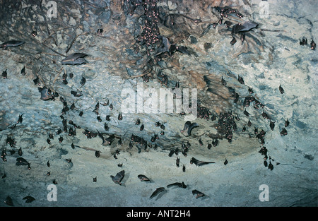 Kenya, Mount Elgon, Kitum Cave. Largest of the caves on the massive ...