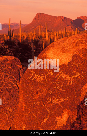Petroglyphs at Signal Hill in Saguaro National Park, Arizona Stock ...