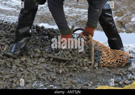 Hand grading Common mussels mytilus edulis on saltmarsh Brancaster ...