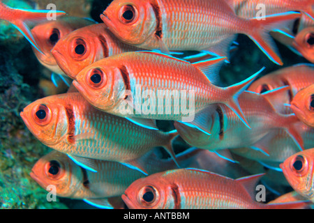 Longspine squirrelfish (Holocentrus rufus) at night, dive site John ...