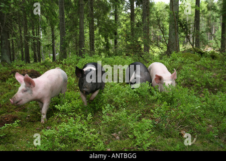 Independent Pigs in the swedish wood taking shower Stock Photo - Alamy