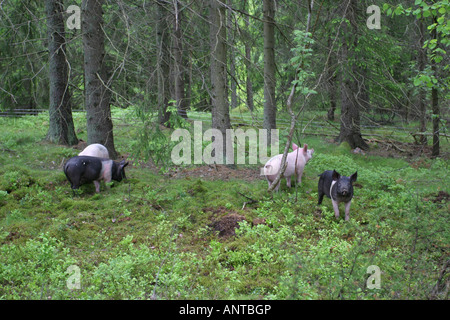Independent Pigs in the swedish wood taking shower Stock Photo - Alamy