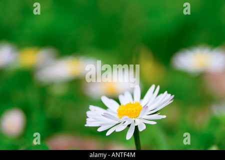 detail of daisy flower growing at the meadow Stock Photo - Alamy