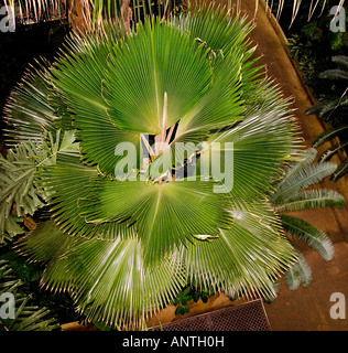 spiky plant palm Stock Photo: 117577756 - Alamy