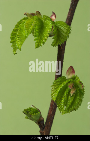 The leaves of an English Elm tree ( Ulmus procera) in Spring. The new ...