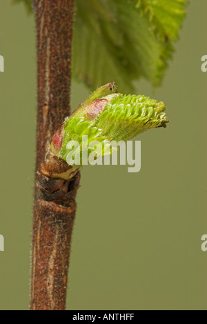 ENGLISH ELM spring growth of leaves Ulmus procera Stock Photo - Alamy