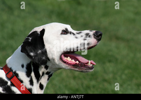 Fireman and Dalmatian at Firehouse Stock Photo - Alamy