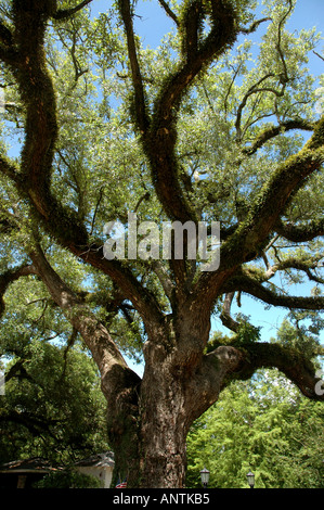 Louisiana, St. Martinville, Evangeline Oak Park, Evangeline Oak Tree ...