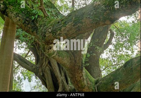 Yangshuo Banyan Tree 3 CN Stock Photo - Alamy