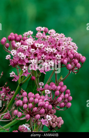 swamp milkweed (Asclepias incarnata Stock Photo - Alamy