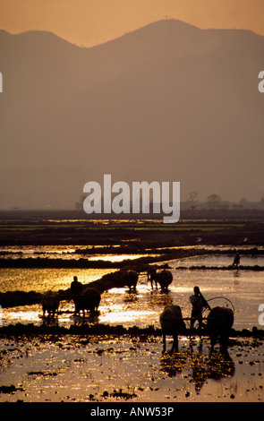 farmer plowing his field with buffalo. Shan Hills. Myanmar Stock Photo ...