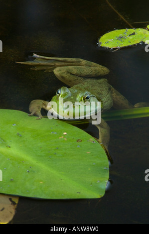 Rana clamitans - Green Frog resting on Nymphaea - Waterlily pads on ...