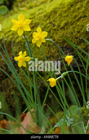 jonquil (Narcissus jonquilla), flowers of wild form Stock Photo ...