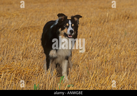 Border Collie working on Welsh hill farm Stock Photo - Alamy