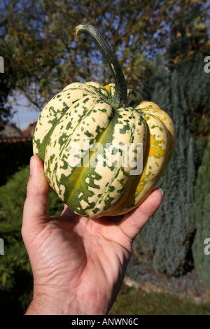 home grown vegetables in vegetable garden Stock Photo - Alamy