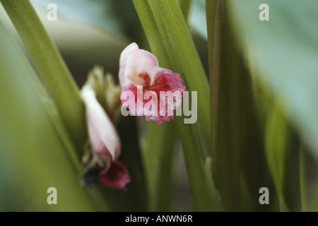 fingerroot (Kaempferia pandurata, Kaempferia pandurata, Boesenbergia ...