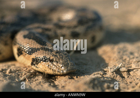 desert sand boa (Eryx miliaris), portrait, Uzbekistan, Turan , Kyzylkum ...