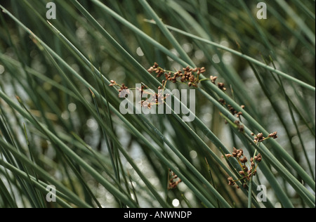 common club-rush, great club-rush (Schoenoplectus lacustris), on a ...