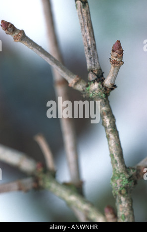 Elder twig and buds in winter (Sambucus nigra Stock Photo - Alamy