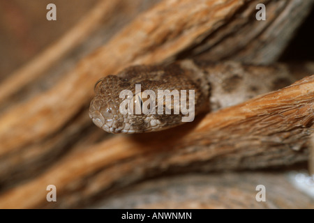 Australian mulga snake (Echis leucogaster, Echis arenicola), one of the ...