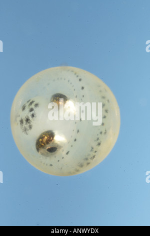 whitefish, lake whitefish (Coregonus spec.), embryos in their eggs ...
