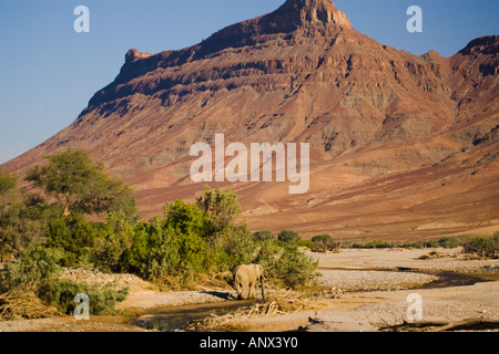 Namibia, Skeleton Coast, Rare desert elephants (Loxodonta africana ...