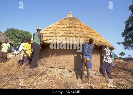 Bedik men making the roof for a traditional tribal hut, in the village ...