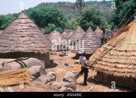 Bedik men making the roof for a traditional tribal hut, in the village ...