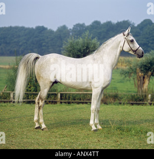 White arabian horse standing on farm ground, blurred meadow and forest ...