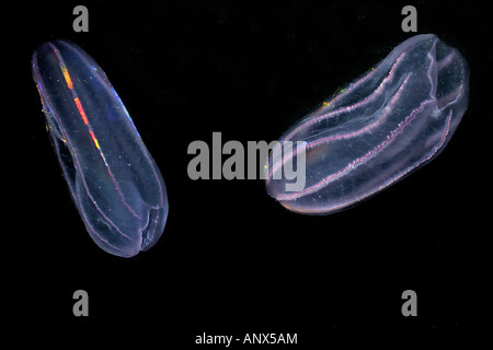 melon jellyfish, melon comb jelly (Beroe cucumis), in the sea, Norway ...