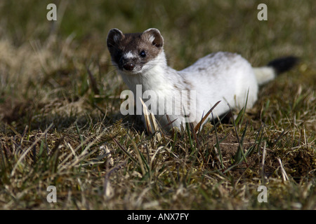 A Stoat, Ermine (Mustela erminea) changing colour of coat in autumn ...