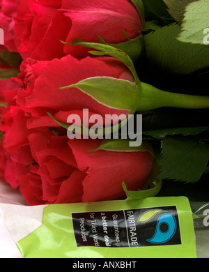 Fairtrade Roses from Kenya Stock Photo - Alamy