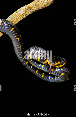 Yellow-Ringed Cat snake Boiga dendrophilia in threat posture ...