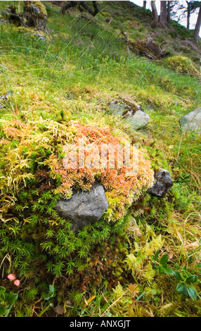 Forest floor with colourful sphagnum moss (sphagnum angustifolium ...