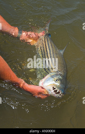 Tiger fish Zambezi river Zambia Zimbabwe Africa Stock Photo - Alamy