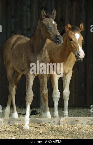 Barb Horse. Two foals standing in the desert Stock Photo - Alamy