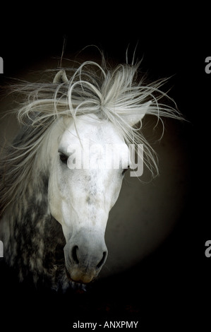 Berber Horse Portrait Stock Photo - Alamy