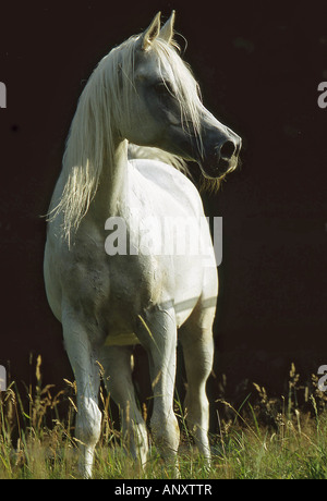 White arabian horse standing on farm ground, blurred meadow and forest ...